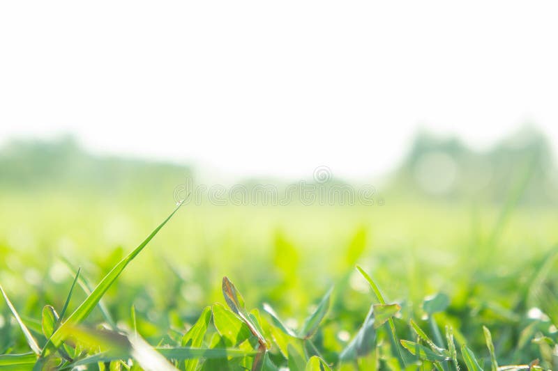 Grass Field Sunshine Field ,greensward Stock Image - Image of country ...
