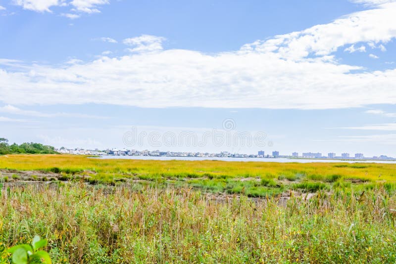 Grass Field with Swamp and Moss Around and Buildings in the Background ...