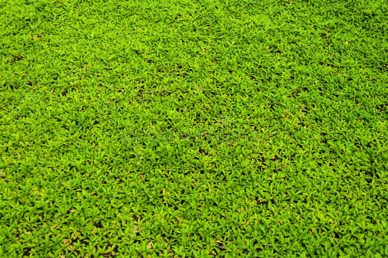 Grass field texture stock image. Image of pattern, natural - 39880427