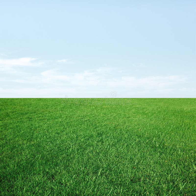 Grass field texture stock image. Image of meadow, freshness - 70723885