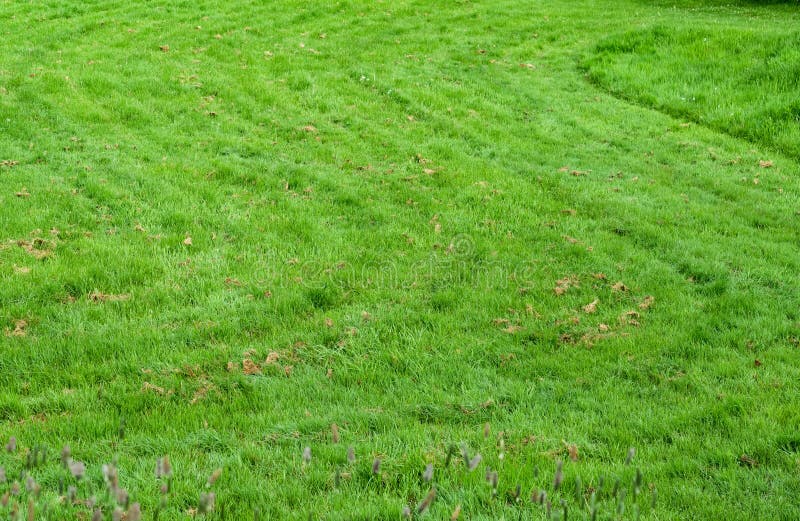 Grass Texture with Rock Stones Seamless,Nature Green Lawn Field ...