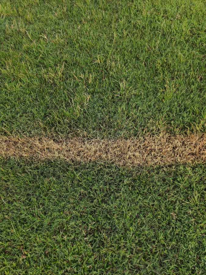 Grass, Field, Texture, Ready To Use, Component Stock Image - Image of ...