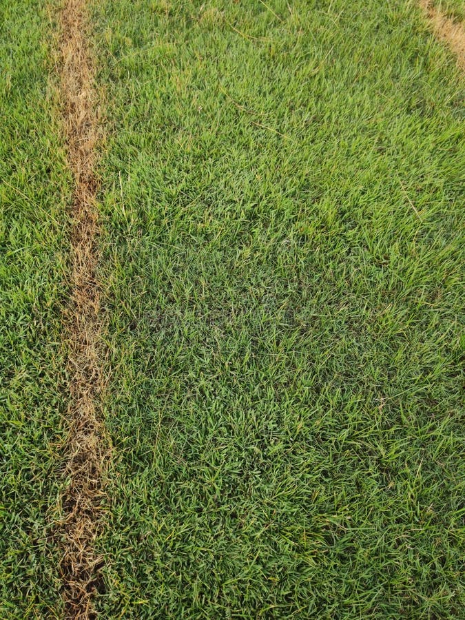 Grass, Field, Texture, Ready To Use, Component Stock Image - Image of ...