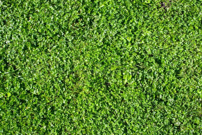 Grass Field Top View stock photo. Image of floor, closeup - 31741508