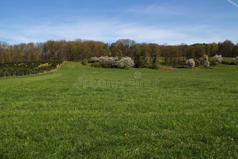 A grass field with trees stock image. Image of place - 179657663
