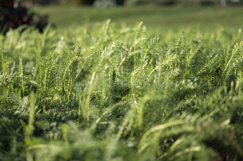 Grass Field Weeds stock photo. Image of bush, dark, leaf - 63474646