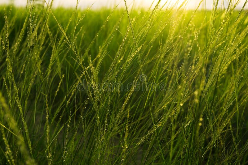 Grass fields stock photo. Image of herb, spring, season - 15249400
