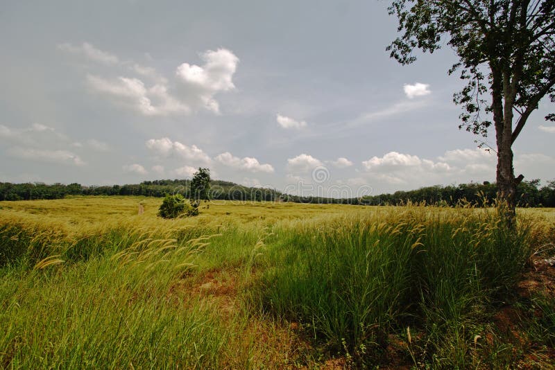 Grass fields stock image. Image of outdoors, greenery, fields - 657293
