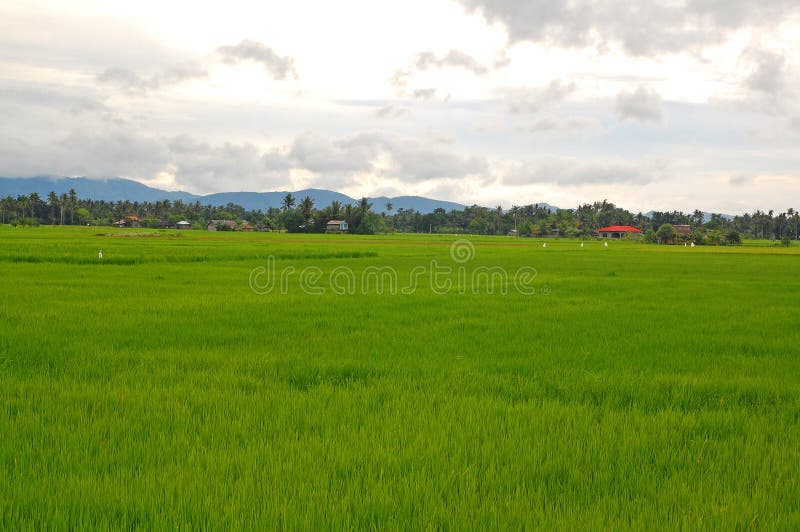Empty Vacant Lot with Grass and Trees View during Daytime Stock Image ...