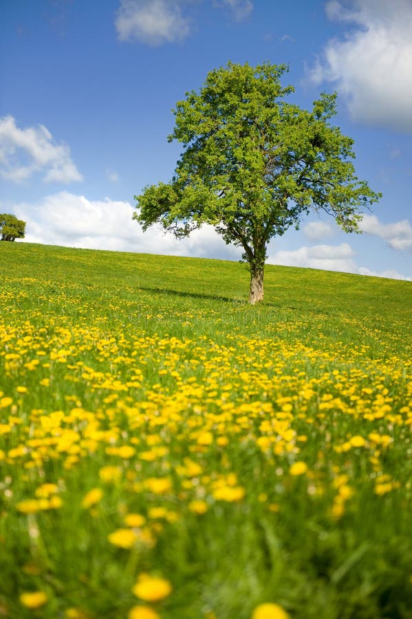 Grass Fields with Single Tree Stock Photo - Image of blue, horizon ...