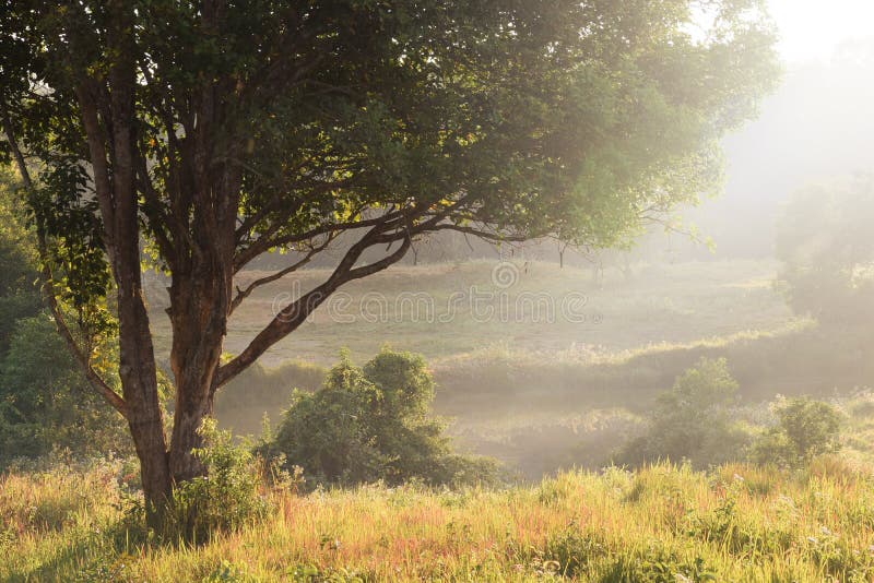 Grass Fields and Sunshine Ray at Morning Background Stock Image - Image ...