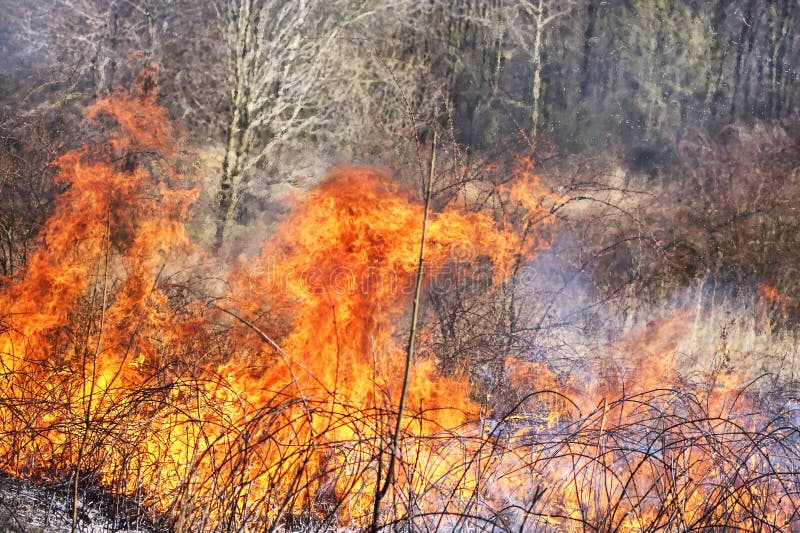 Grass fire stock image. Image of nature, drought, power - 12667231