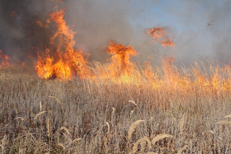 Grass fire stock image. Image of brush, disaster, natural - 16629435