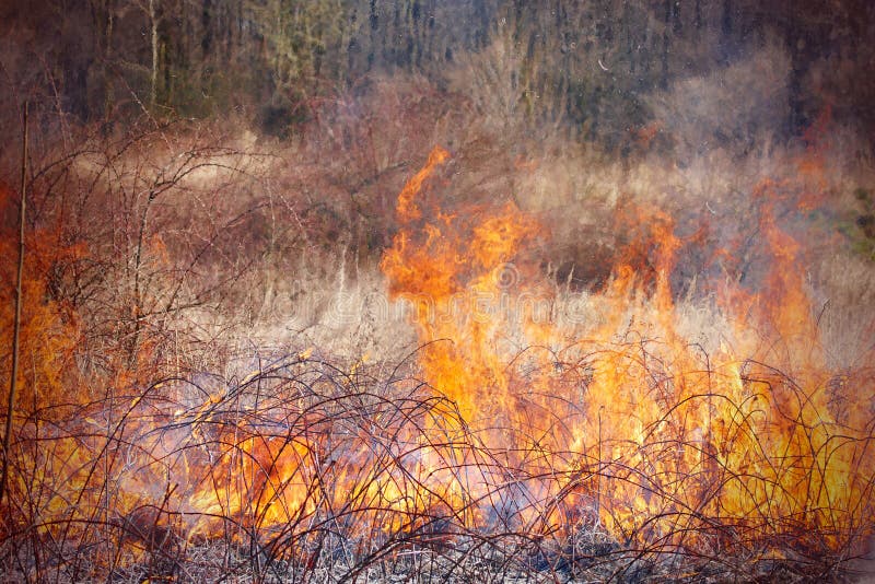 Grass fire stock image. Image of burning, blaze, light - 20592157