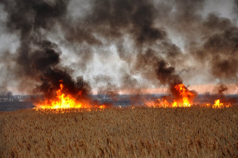 Grass Fire stock image. Image of stubble, cover, wildfire - 25246963
