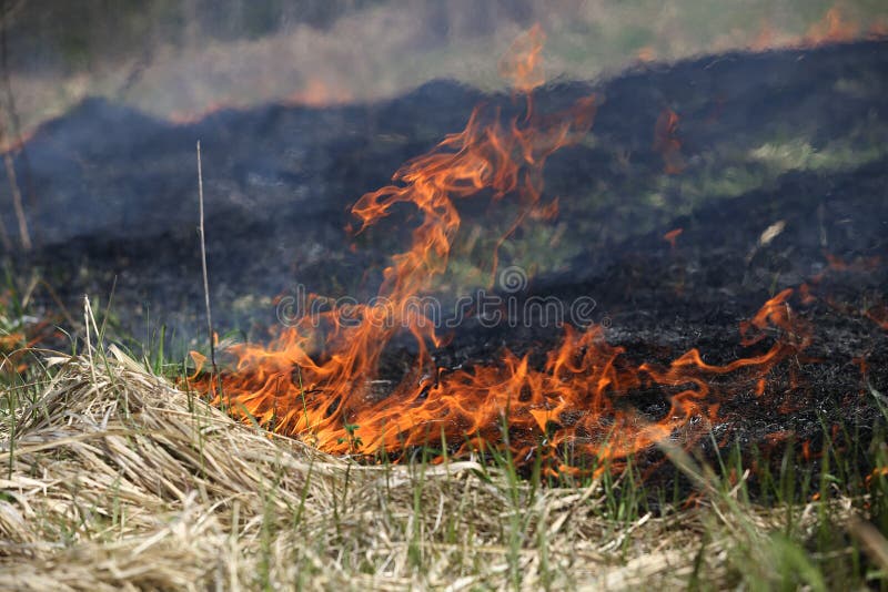 A Grass Fire or Bush Fire in the Wild Stock Image - Image of bush ...
