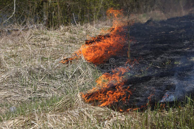 A Grass Fire or Bush Fire in the Wild Stock Image - Image of lithuania ...