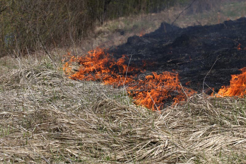 A Grass Fire or Bush Fire in the Wild Stock Image - Image of lithuania ...