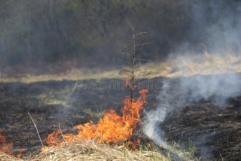 A Grass Fire or Bush Fire in the Wild Stock Photo - Image of fire ...