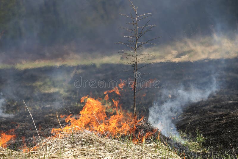 A Grass Fire or Bush Fire in the Wild Stock Photo - Image of agricuture ...