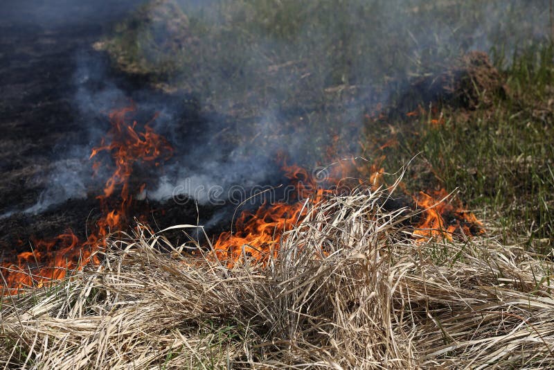 A Grass Fire or Bush Fire in the Wild Stock Photo - Image of field ...