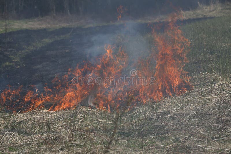 A Grass Fire or Bush Fire in the Wild Stock Image - Image of heat ...