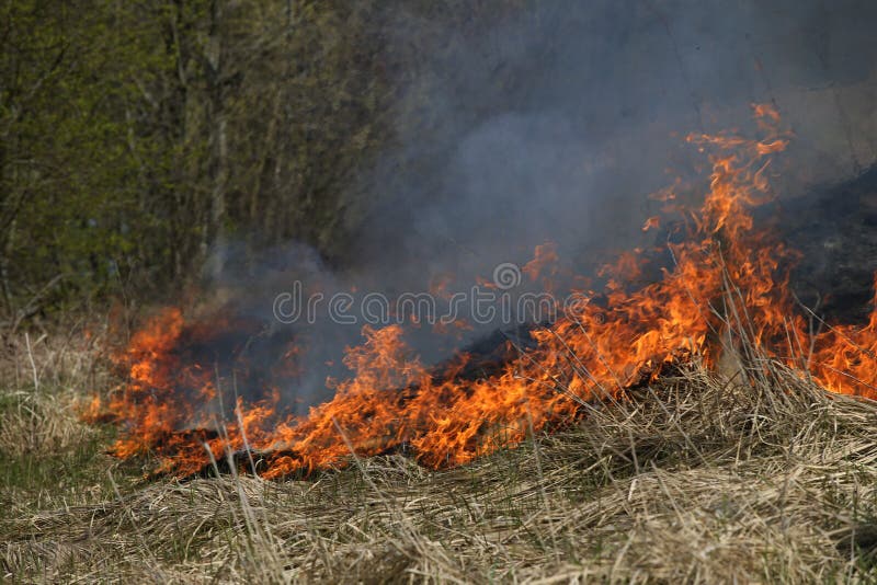 A Grass Fire or Bush Fire in the Wild Stock Photo - Image of destroy ...