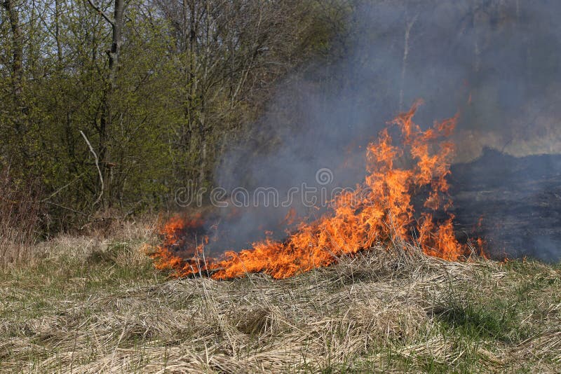 A Grass Fire or Bush Fire in the Wild Stock Image - Image of ...