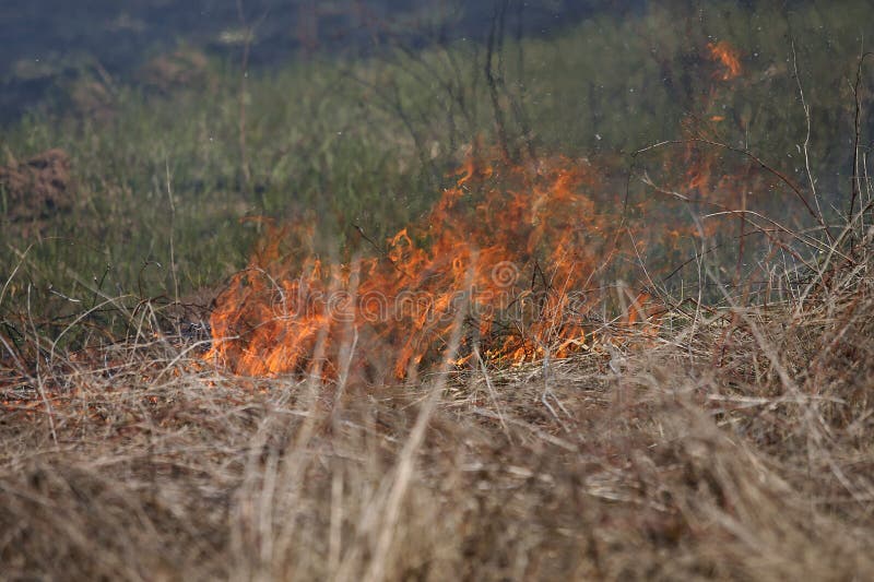 A Grass Fire or Bush Fire in the Wild Stock Image - Image of ...