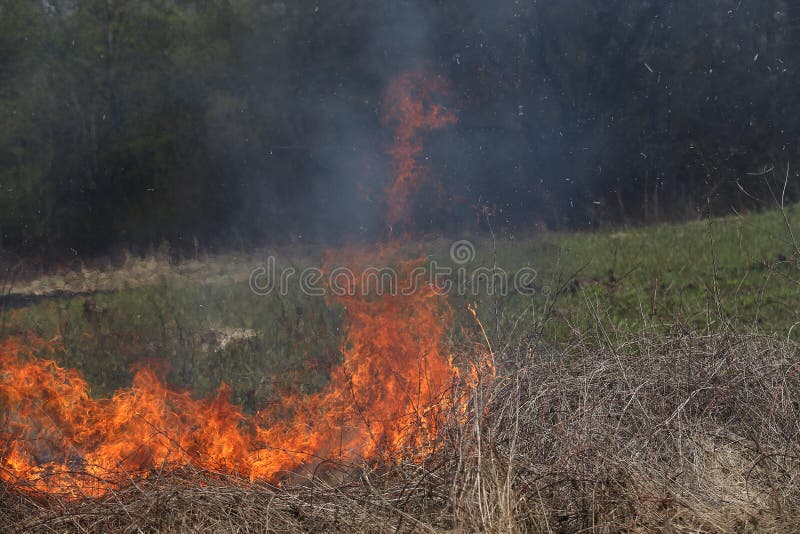A Grass Fire or Bush Fire in the Wild Stock Image - Image of emergency ...