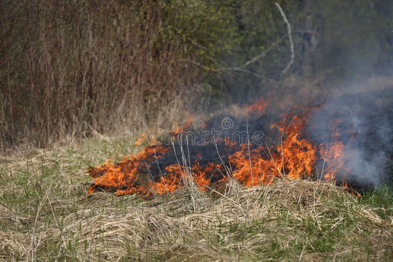 A Grass Fire or Bush Fire in the Wild Stock Photo - Image of ecology ...