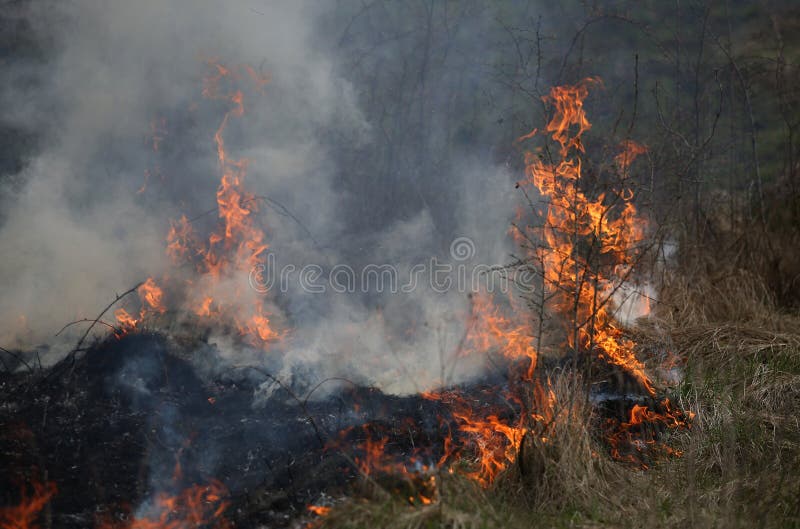 A Grass Fire or Bush Fire in the Wild Stock Photo - Image of bush, burn ...