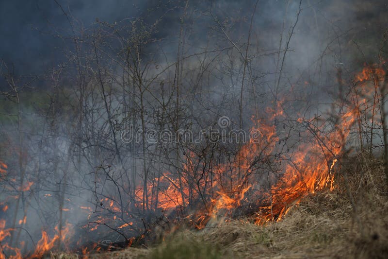 A Grass Fire or Bush Fire in the Wild Stock Photo - Image of destroy ...