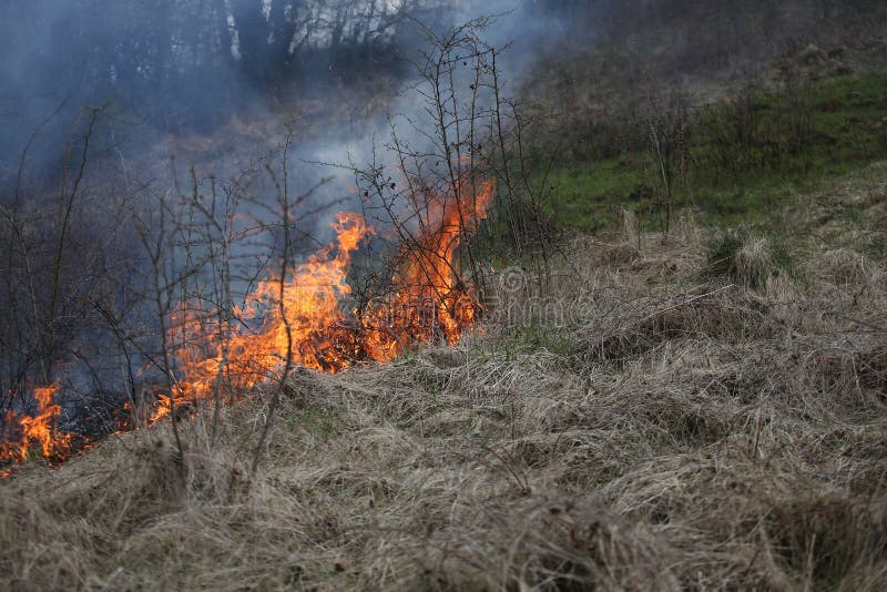 A Grass Fire or Bush Fire in the Wild Stock Photo - Image of ecology ...