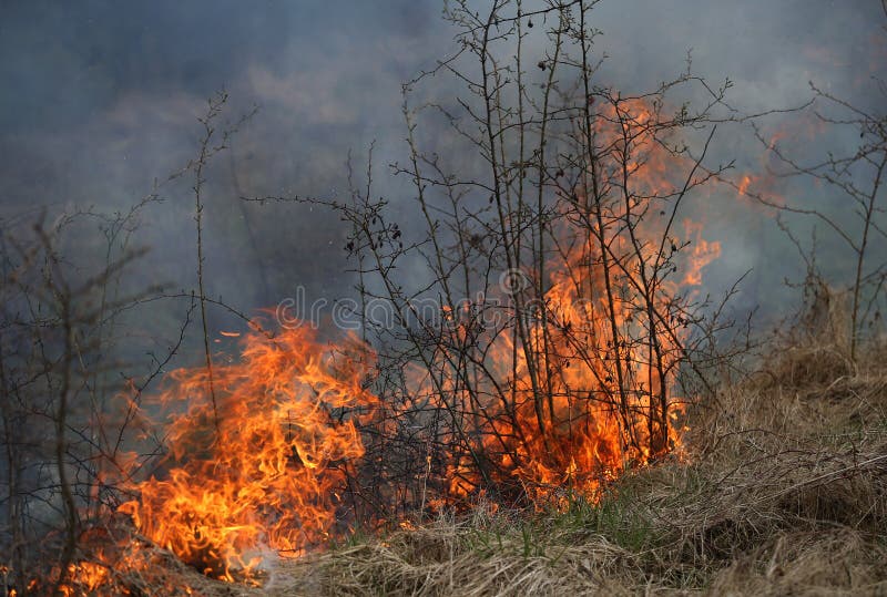 A Grass Fire or Bush Fire in the Wild Stock Image - Image of agricuture ...