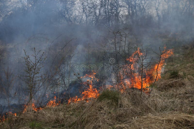 A Grass Fire or Bush Fire in the Wild Stock Photo - Image of lithuania ...