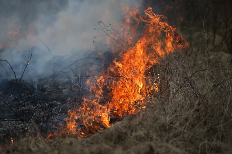 A Grass Fire or Bush Fire in the Wild Stock Photo - Image of country ...