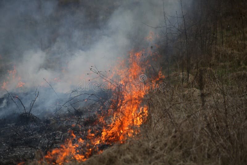 A Grass Fire or Bush Fire in the Wild Stock Image - Image of hazard ...