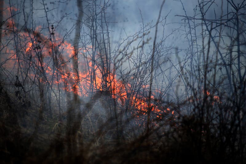 A Grass Fire or Bush Fire in the Wild Stock Image - Image of hazard ...