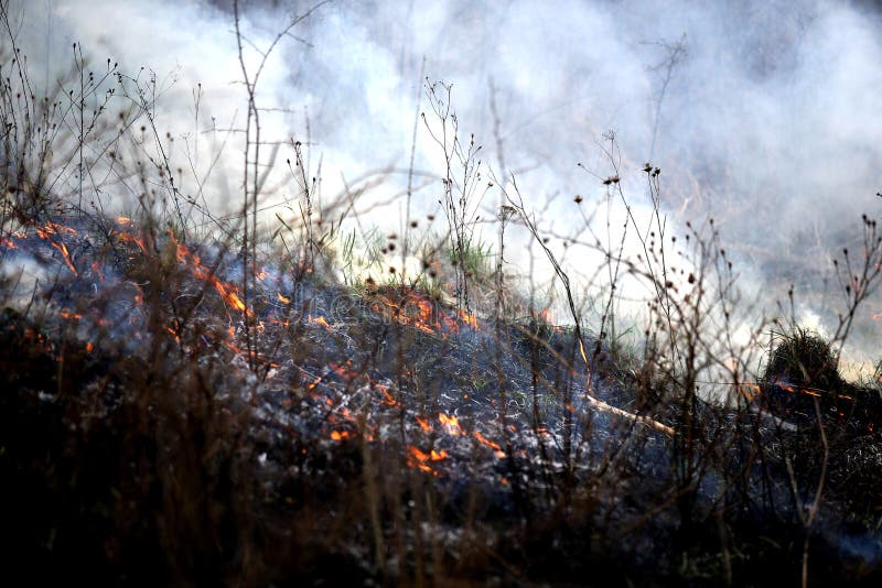 A Grass Fire or Bush Fire in the Wild Stock Photo - Image of nature ...
