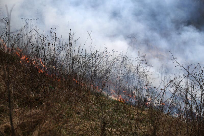 A Grass Fire or Bush Fire in the Wild Stock Image - Image of blaze ...