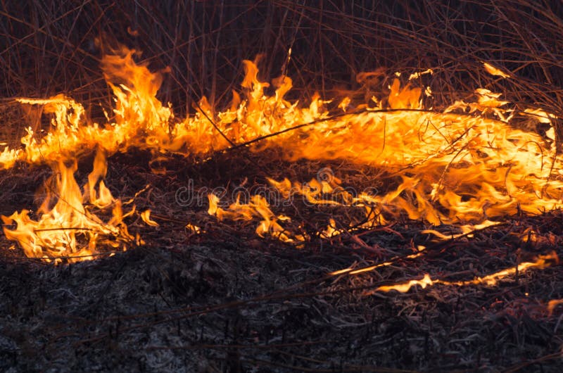 Wild grass on fire stock image. Image of field, environment - 65850585