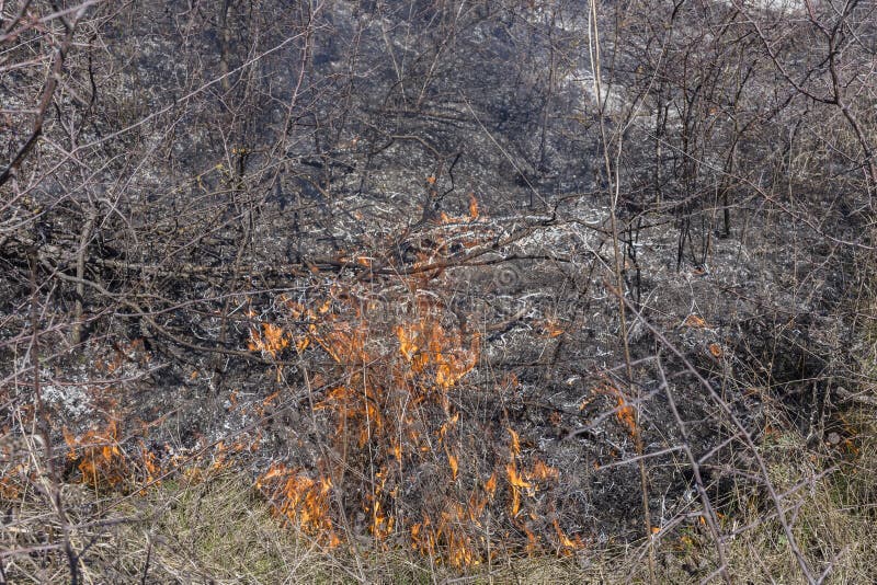 Grass fire in the field stock image. Image of environment - 177334157