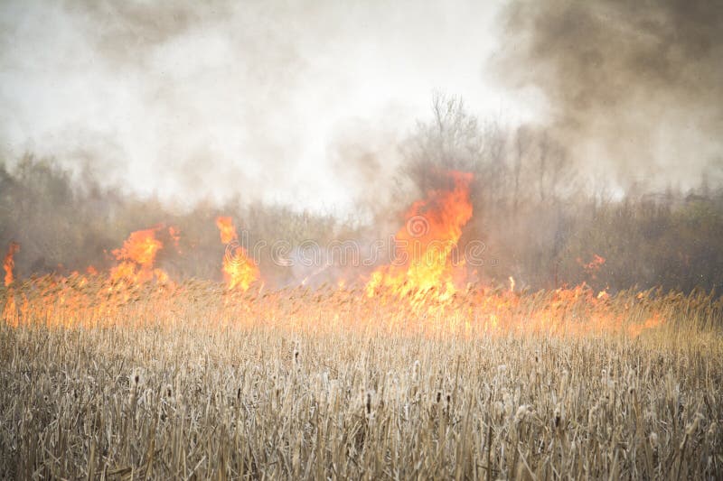 Grass fire stock image. Image of orange, backgrounds - 52699045