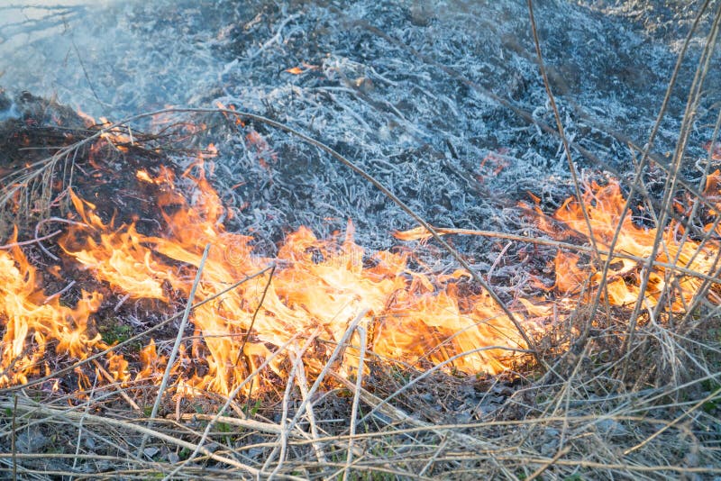 Grass fire flame stock image. Image of tree, heat, country - 145283339