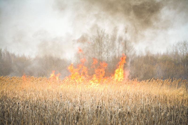 Grass fire on nature stock image. Image of farm, agriculture - 89534471