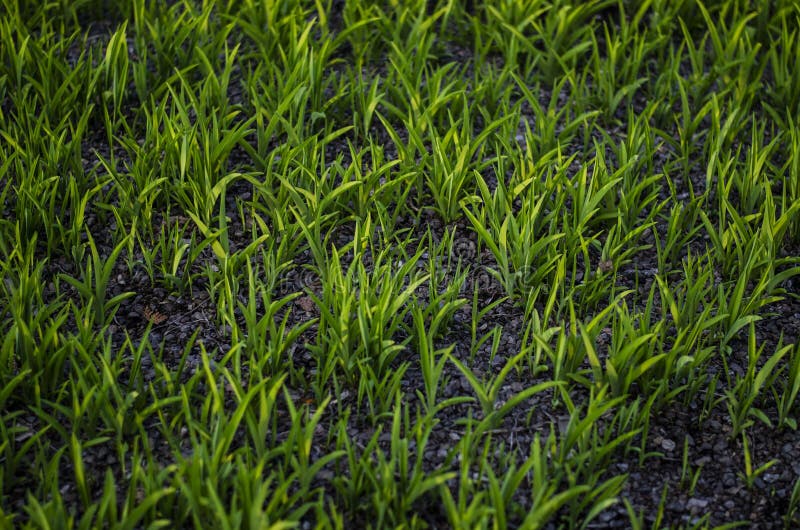 Grass stock image. Image of background, flat, grass, green - 78145643