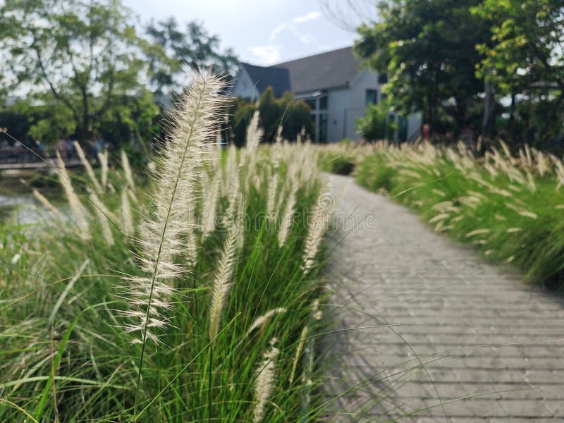 Grass Flower Along Walkway To Building at Cafe and Restaurant Stock ...