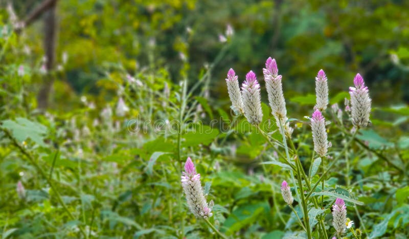 The Grass Flower for Background Stock Image - Image of green, wallpaper ...