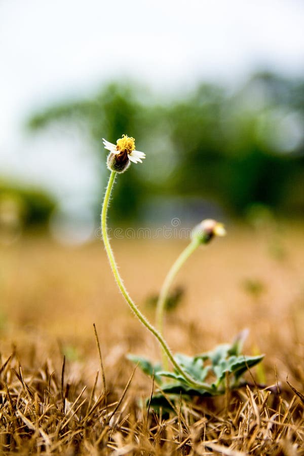 Grass flower stock image. Image of green, forest, summer - 39641267